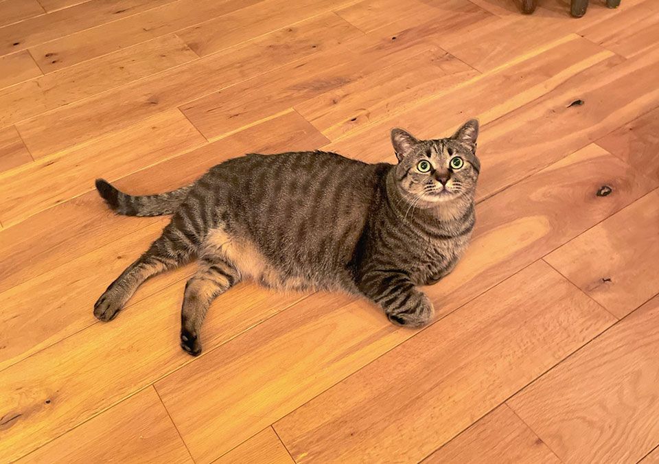 床が好きすぎるもので。【ぽっちゃり猫、れみのピースフル記。vol.28】 | TRILL【トリル】