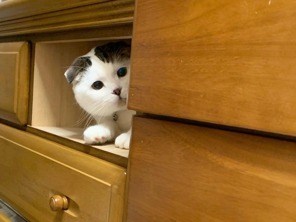 たんすの掃除、手伝うで。【いなほ、オレ物語。vol.156】 | TRILL【トリル】