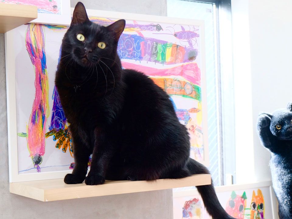 師走前の癒やしに。【黒猫ギネスと茶トラのピムス。仲良し兄弟のベターライフ日記。vol.96】 | TRILL【トリル】