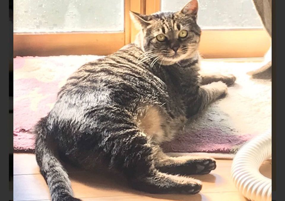 (最終回) ボクと家族が出会った日のこと。【ぽっちゃり猫、れみのピースフル記。vol.30】 | TRILL【トリル】