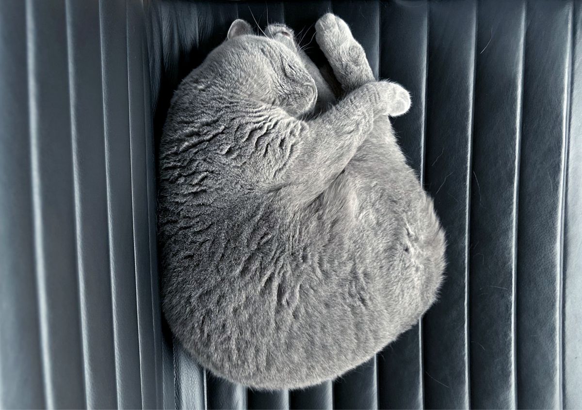 自称・寝相アーティストです。【モチャの愉快なお昼寝日誌。vol.1】 | TRILL【トリル】