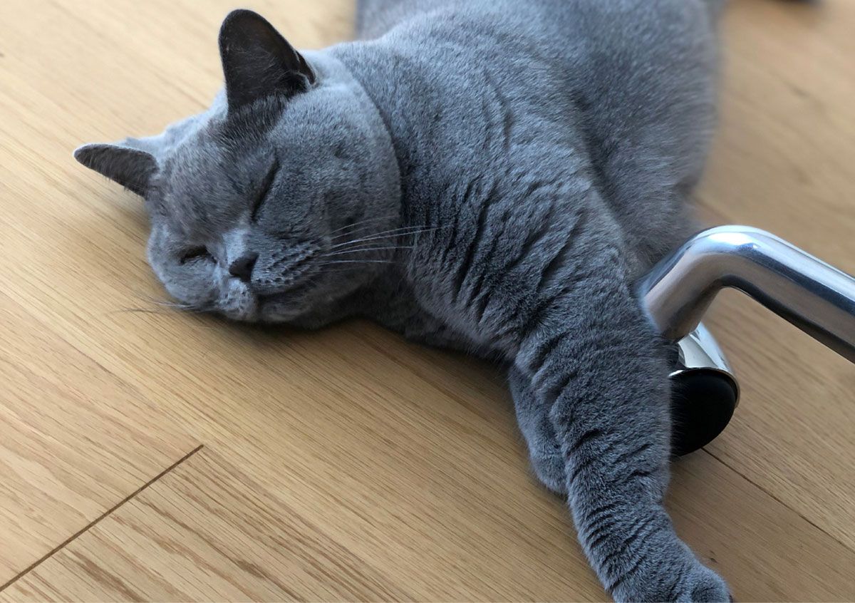 キャスターが好きなもので。【モチャの愉快なお昼寝日誌。vol.3】 | TRILL【トリル】