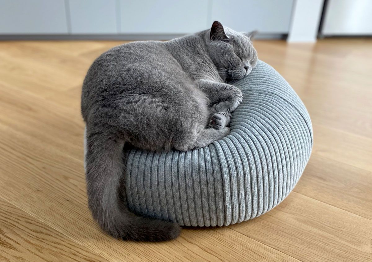 アンモニャイトの季節ですね。【モチャの愉快なお昼寝日誌。vol.4】 | TRILL【トリル】