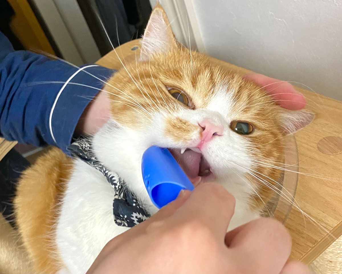 歯ブラシは嫌なんだってばー！【とろろ、もふもふDays。vol.54】 | TRILL【トリル】