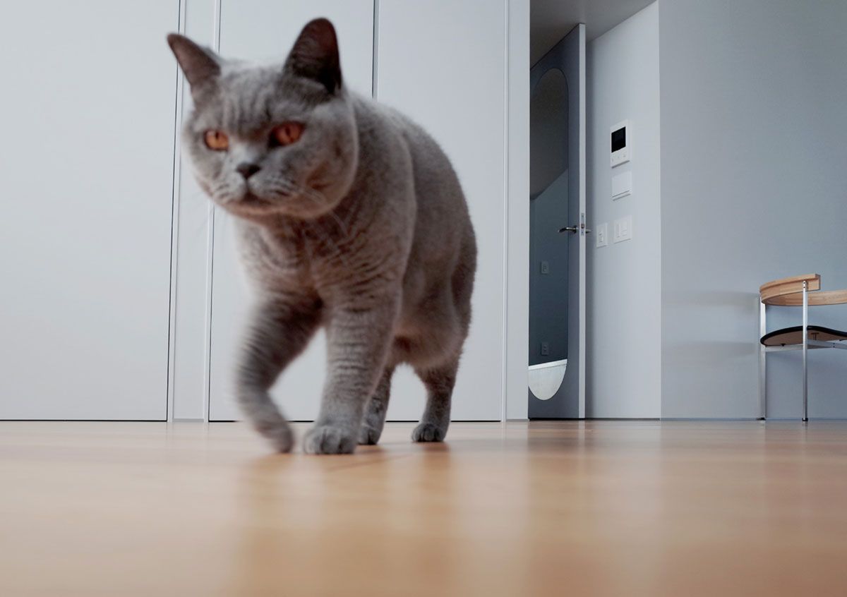 サバンナウォークをお披露目します。【モチャの愉快なお昼寝日誌。vol.6】 | TRILL【トリル】