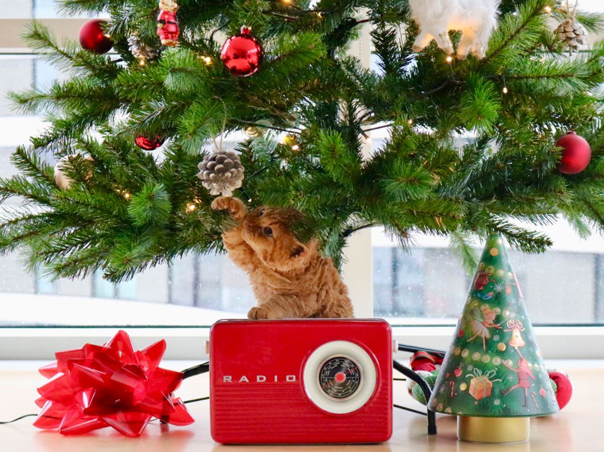 ロンドンのクリスマス。【黒猫ギネスと茶トラのピムス。仲良し兄弟のベターライフ日記。vol.97】 | TRILL【トリル】