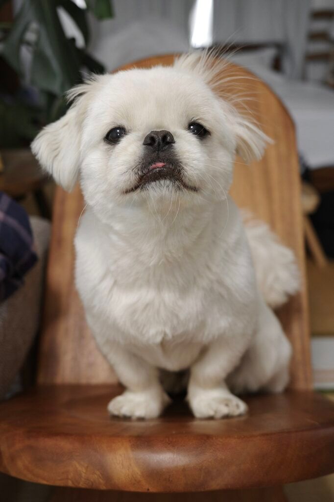 ムーチョの𝑩𝑰𝑮𝑳𝑶𝑽𝑬なまいにち】Vol.20 寝起きだと顔が子犬ぽくなる | TRILL【トリル】