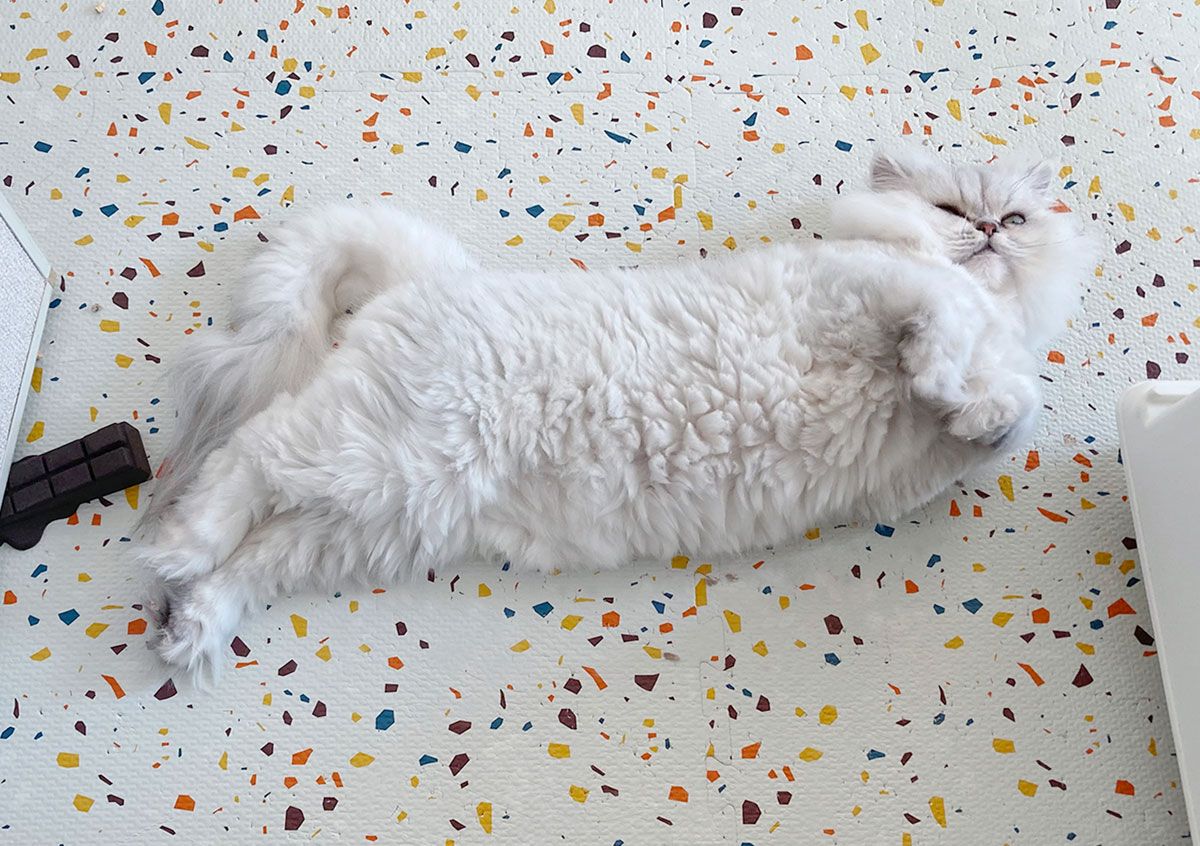 誰も通さないわよ！【ツンデレジジのふわふわな日々。 vol.55】 | TRILL【トリル】