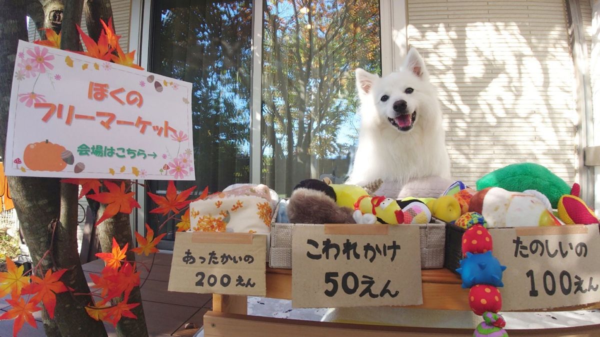 たくさん買ってあげたくなっちゃう！愛犬目線のフリーマーケットに購入希望者殺到！？ | TRILL【トリル】