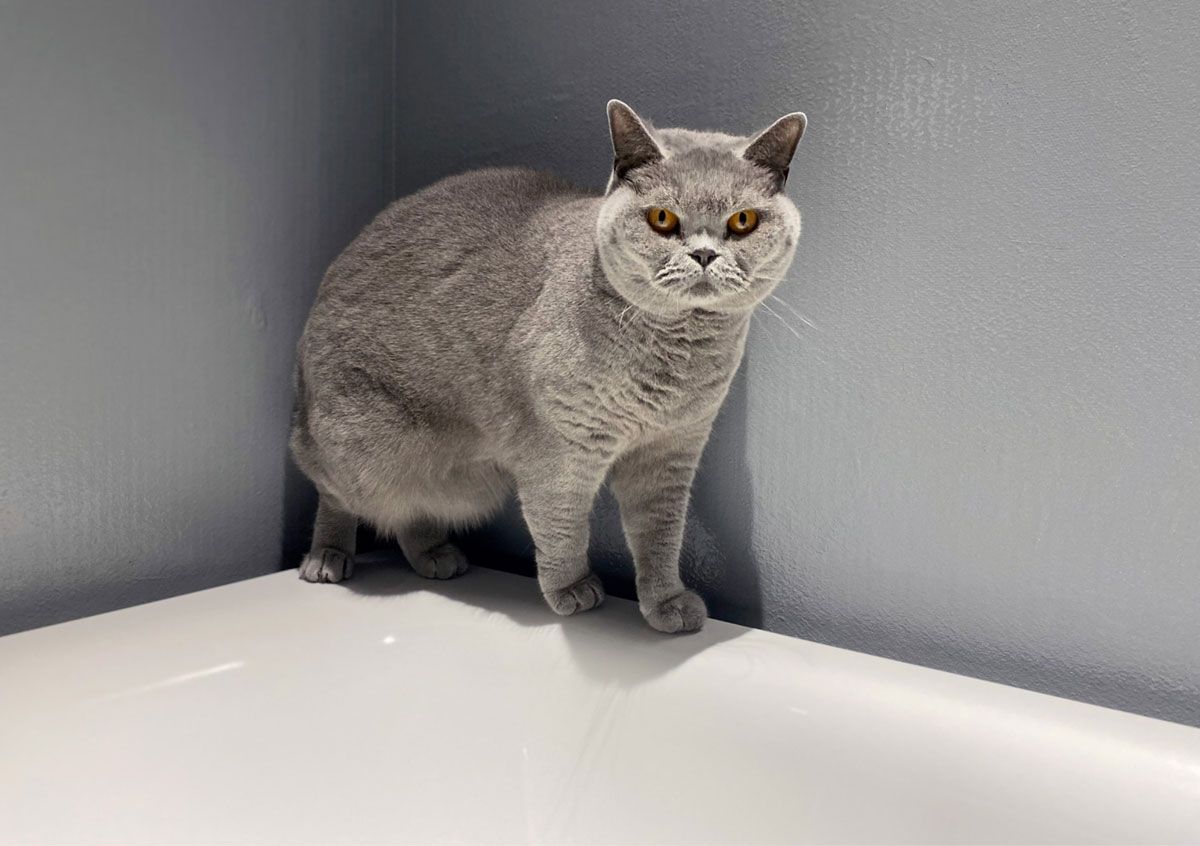 モチャ流バスタイム。【モチャの愉快なお昼寝日誌。vol.14】 | TRILL【トリル】