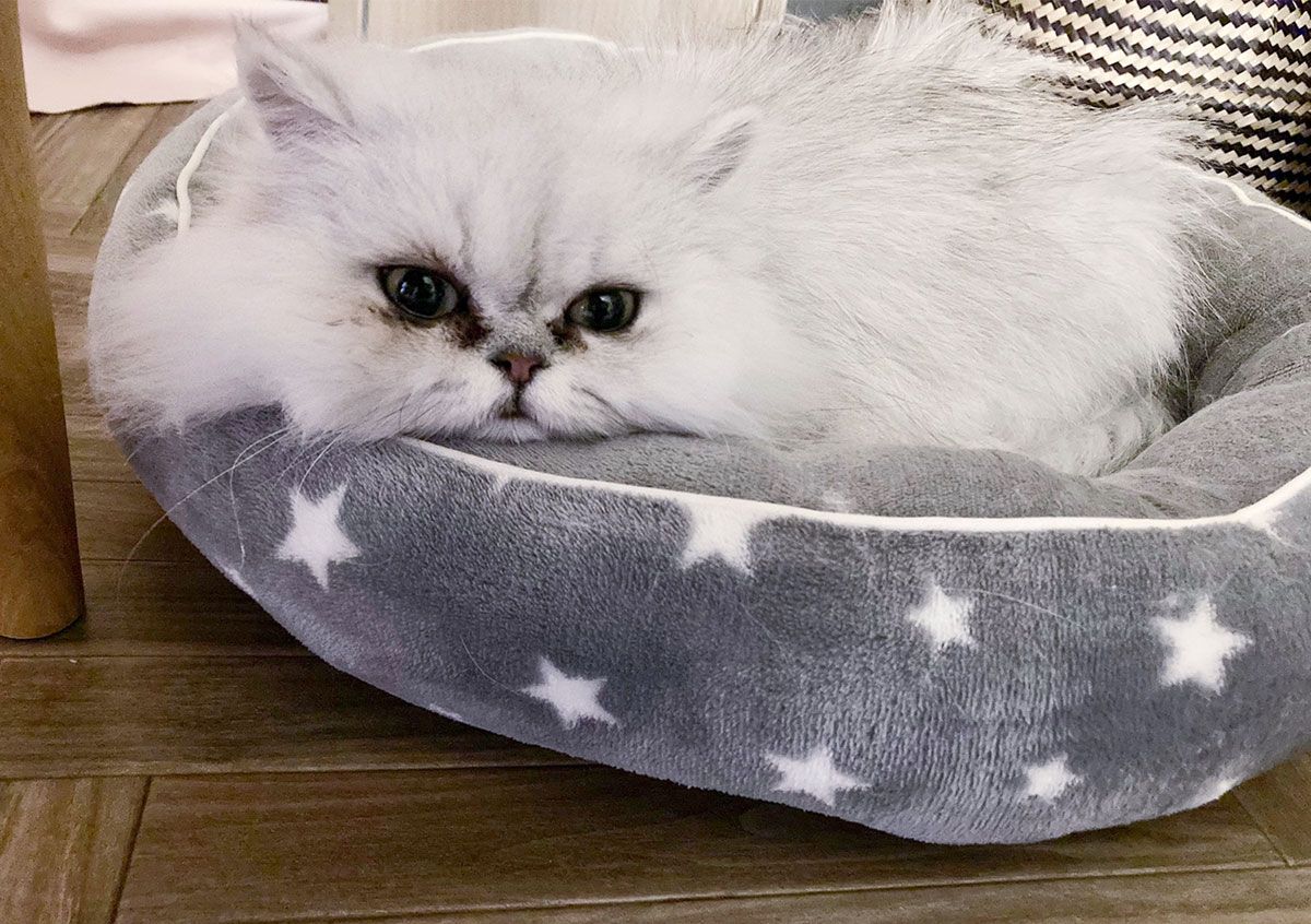 うちの子記念日。【ツンデレジジのふわふわな日々。 vol.56】 | TRILL【トリル】