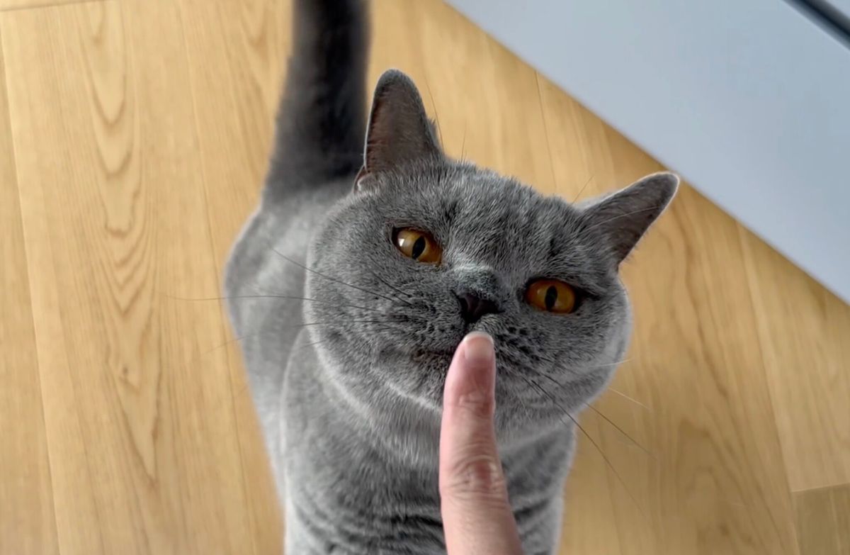 新技、鼻チュー。【モチャの愉快なお昼寝日誌。vol.17】 | TRILL【トリル】