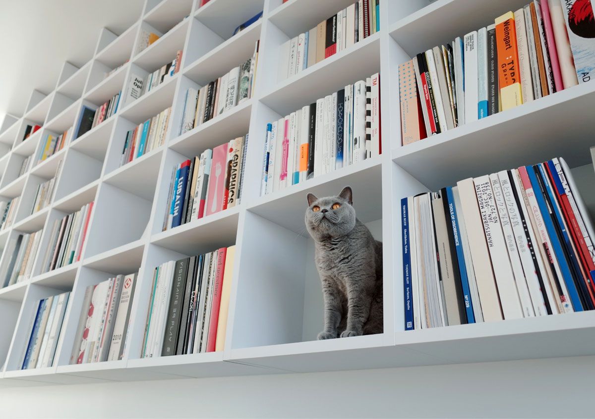 目標は、てっぺんだ！【モチャの愉快なお昼寝日誌。vol.18】 | TRILL【トリル】