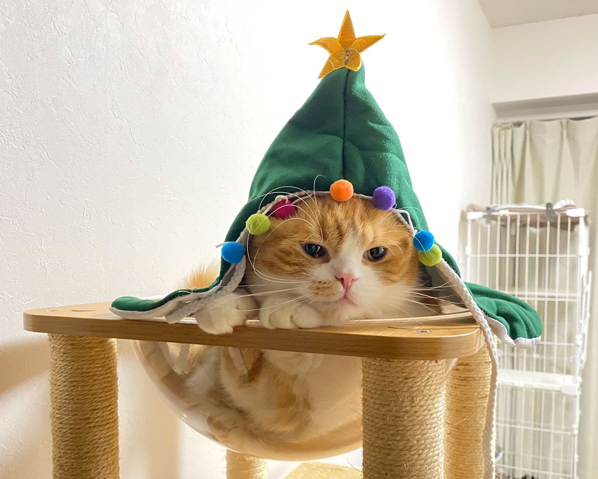 ツリー役、任されました。【とろろ、もふもふDays。vol.56】 | TRILL【トリル】