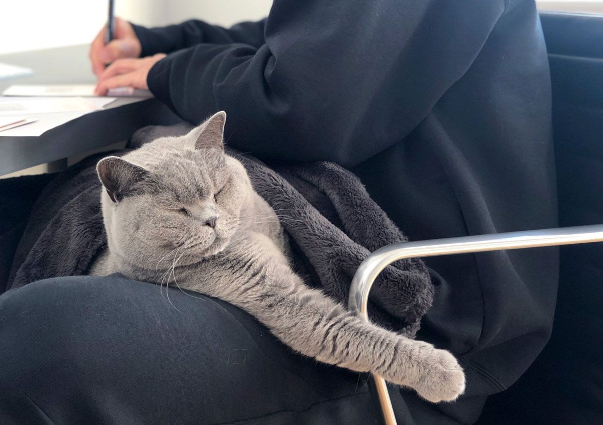 ネコの手、貸しましょうか？【モチャの愉快なお昼寝日誌。vol.20】 | TRILL【トリル】