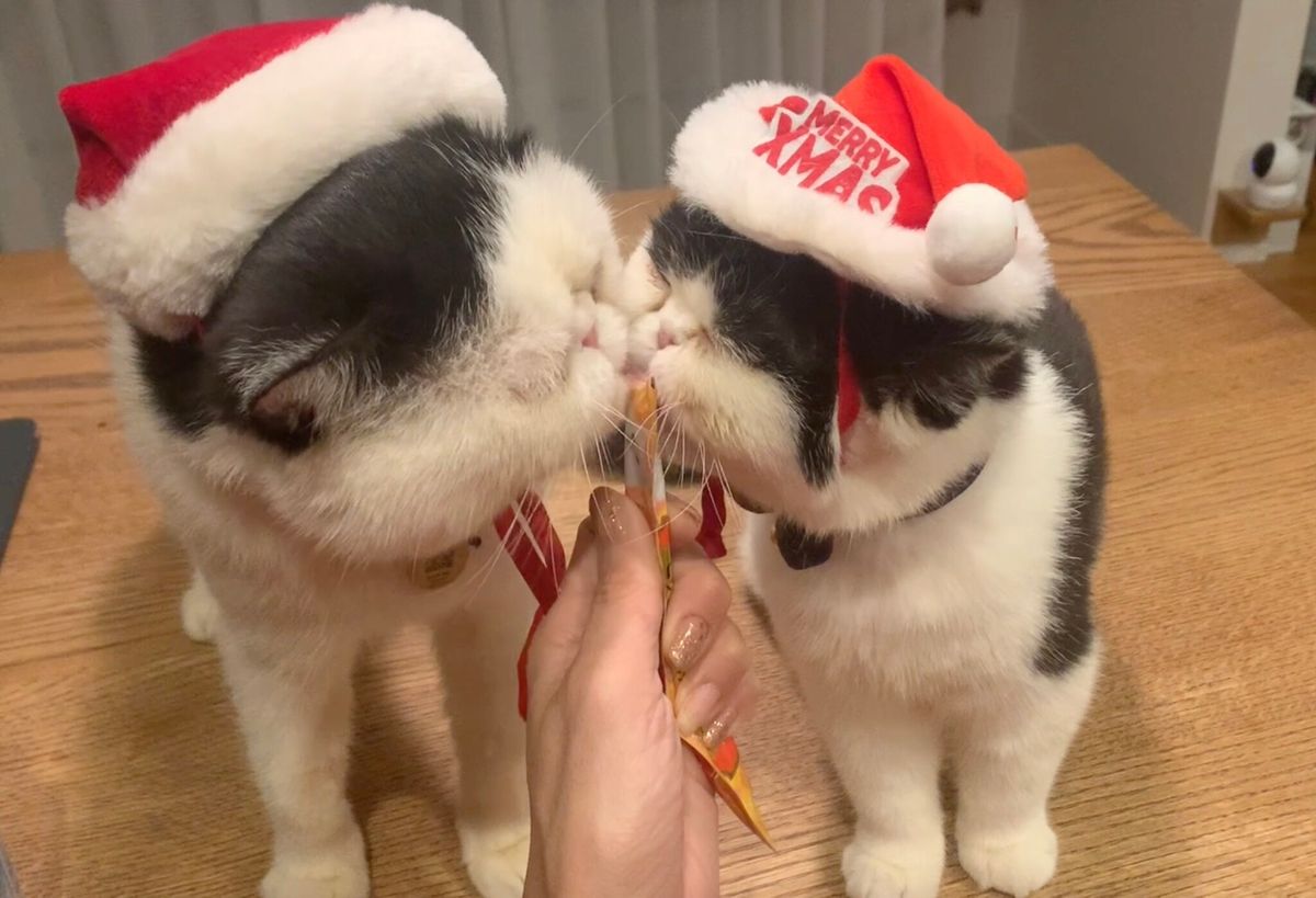 ちろり、初めてのクリスマス。【おちょこ、ぽのぽのだより。vol.134】 | TRILL【トリル】