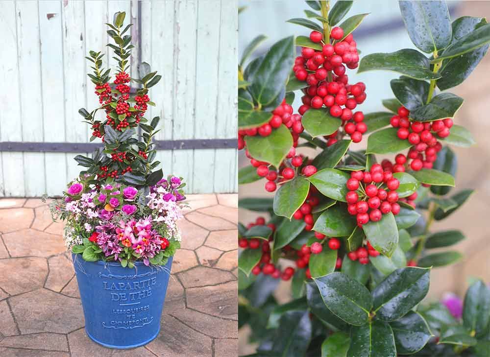 【実例5選】玄関に飾りたいクリスマス＆お正月に似合うハレの日の寄せ植え | TRILL【トリル】