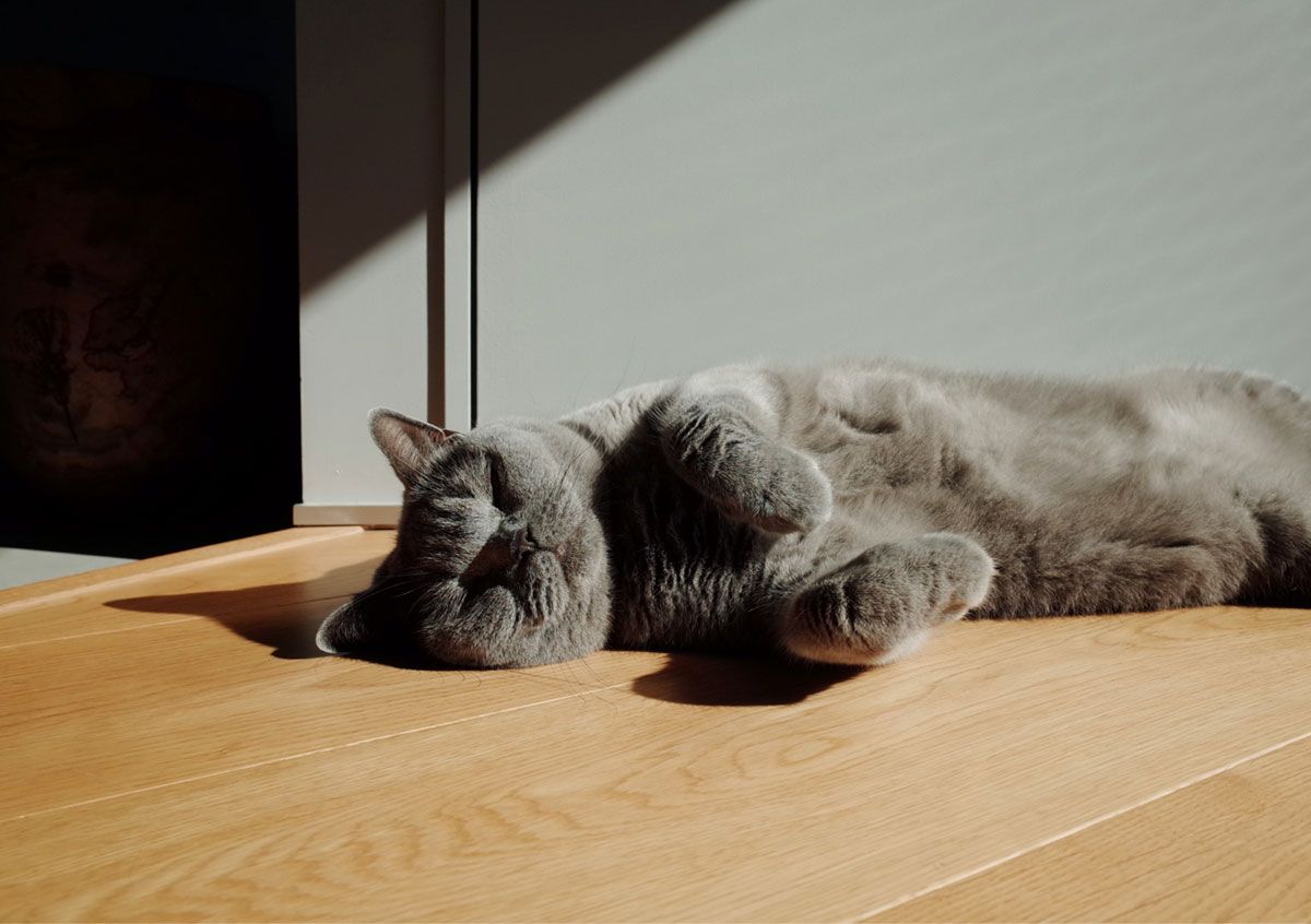 日光浴したり、うとうとしたり。【モチャの愉快なお昼寝日誌。vol.22】 | TRILL【トリル】