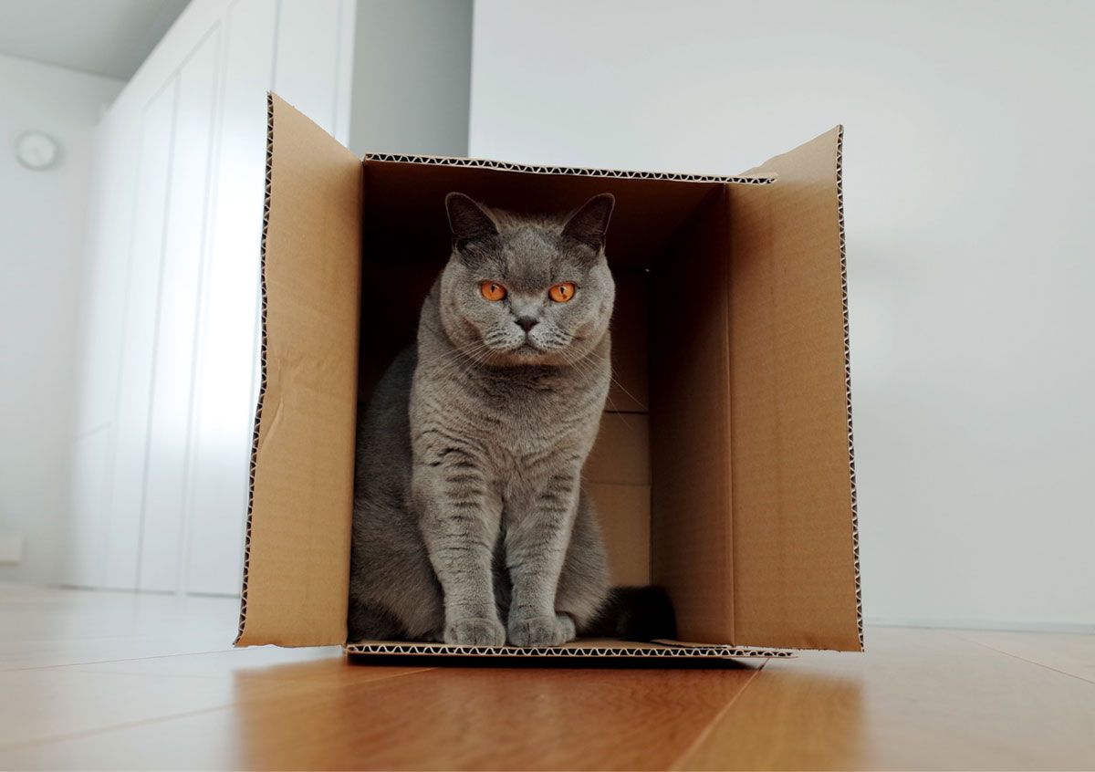 サンタさん、置き配お願いします。【モチャの愉快なお昼寝日誌。vol.23】 | TRILL【トリル】