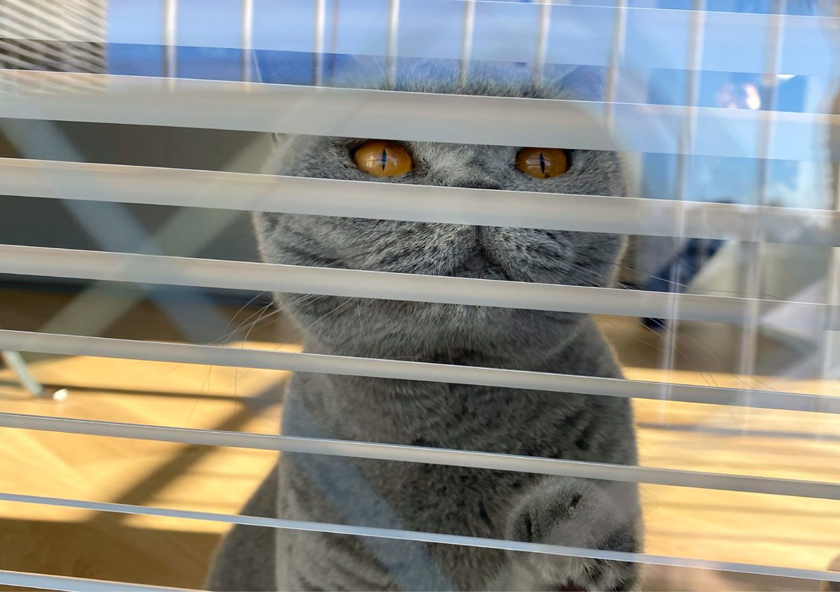 サンタの行方を教えてください。【モチャの愉快なお昼寝日誌。vol.24】 | TRILL【トリル】