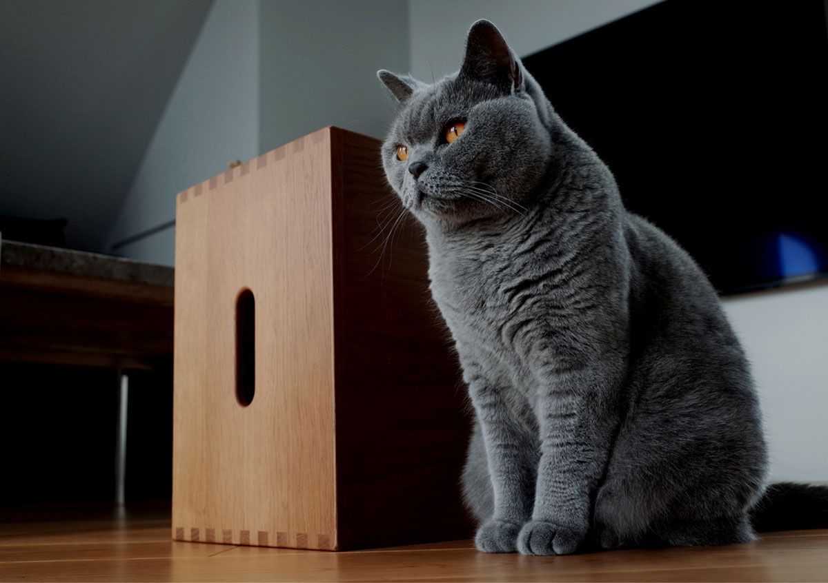 (最終回) 来年の抱負を聞いてください。【モチャの愉快なお昼寝日誌。vol.26】 | TRILL【トリル】