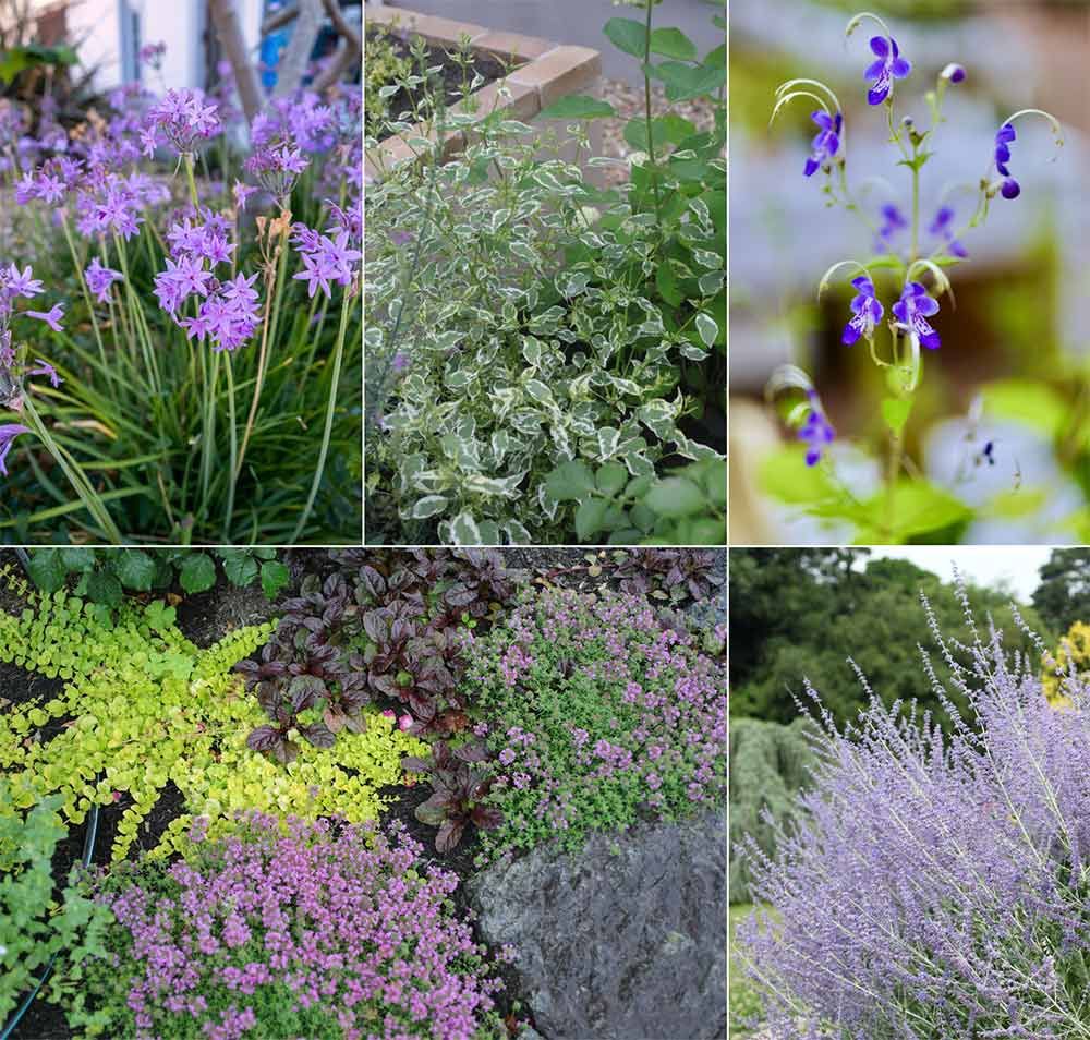 【優秀すぎる！】プロが選ぶ庭づくりで使い勝手抜群の宿根草ベスト7 | TRILL【トリル】