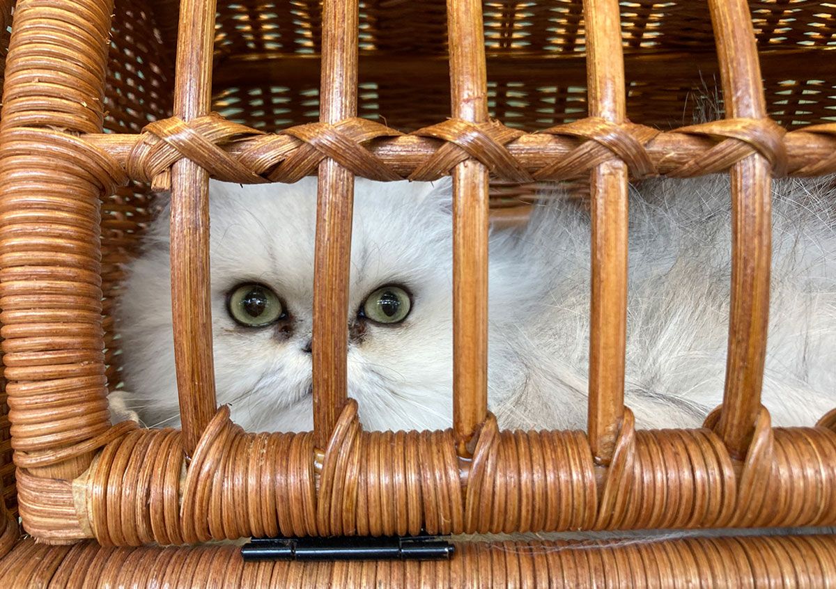 どれだけ逃げ回っても。【ツンデレジジのふわふわな日々。 vol.58】 | TRILL【トリル】