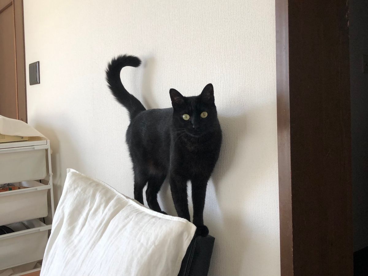 バランス感覚、いいほうです。【黒猫ミモザのごきげん成長記録。vol.4】 | TRILL【トリル】