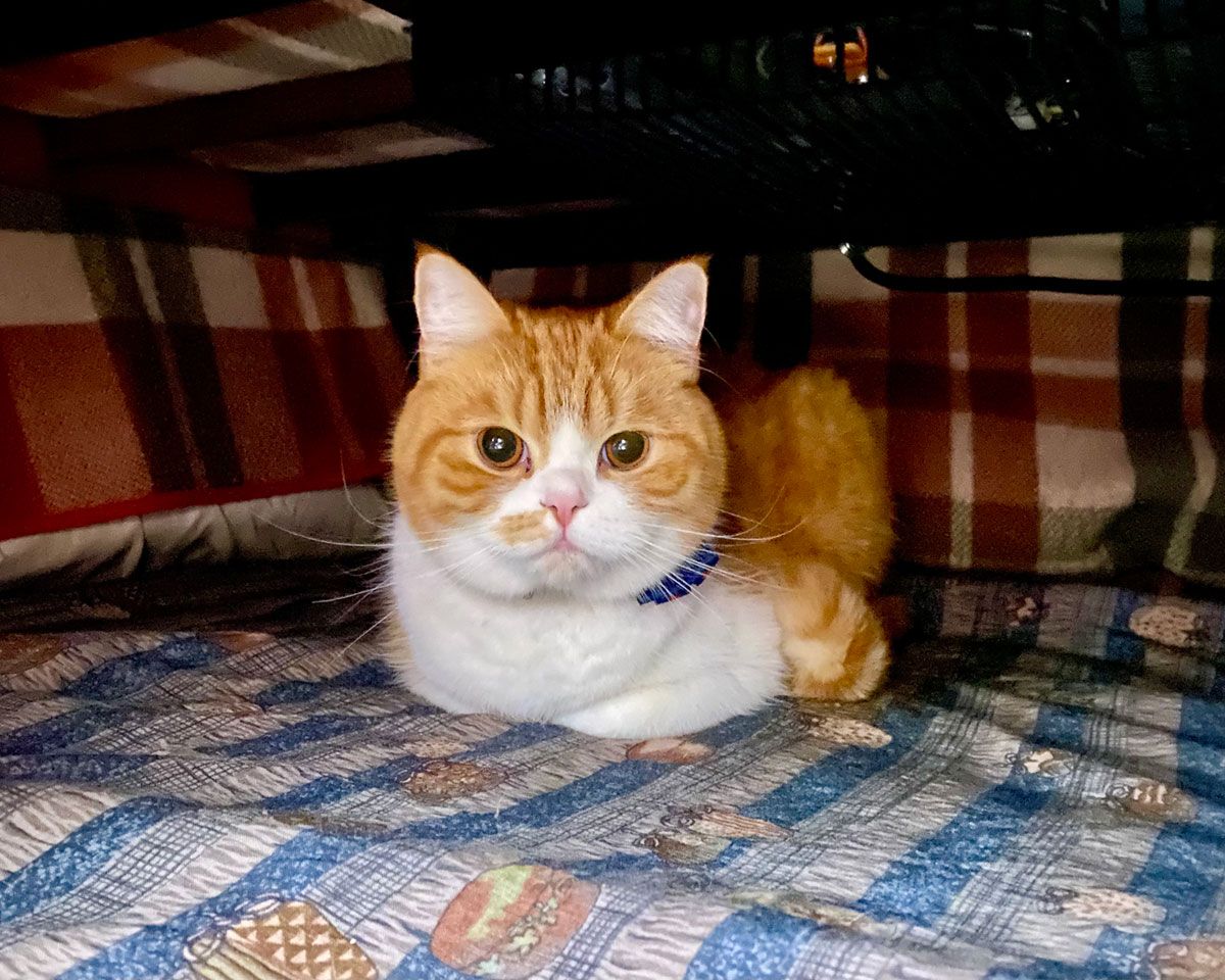 こたつデビュー。【とろろ、もふもふDays。vol.58】 | TRILL【トリル】