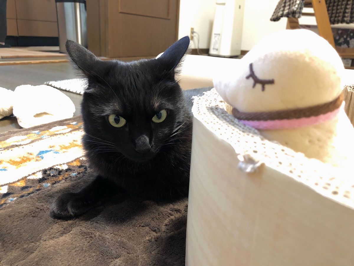 たまには怒るのよ。【黒猫ミモザのごきげん成長記録。vol.5】 | TRILL【トリル】