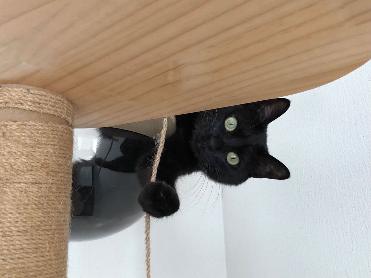 今日はごきげんなもので。【黒猫ミモザのごきげん成長記録。vol.6】 | TRILL【トリル】