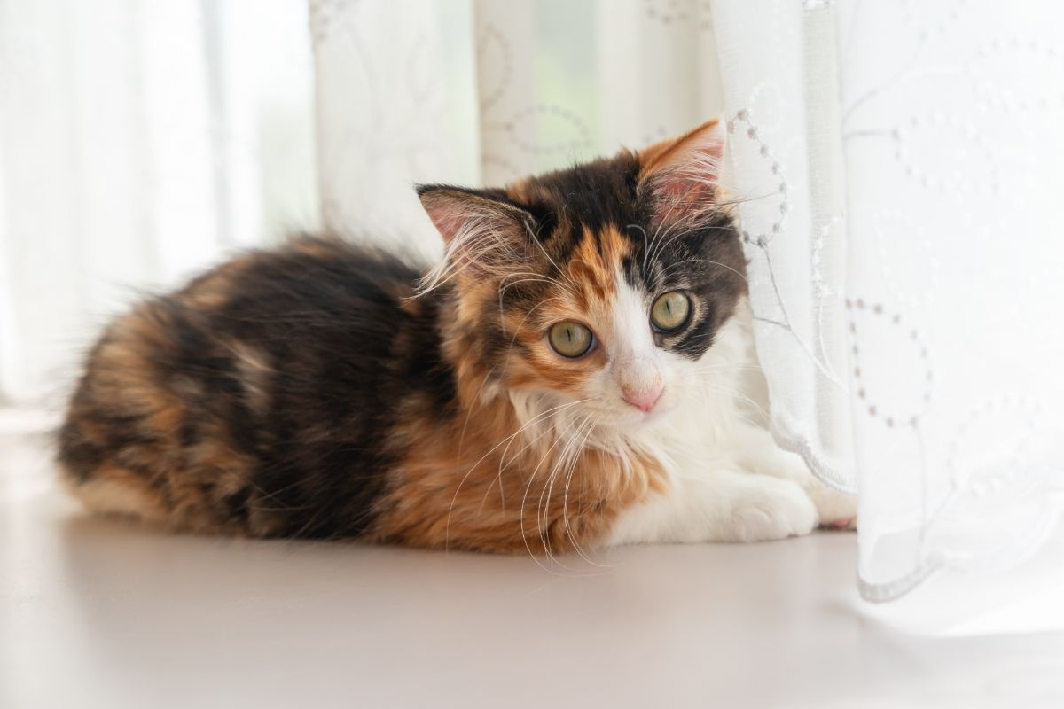 猫好き女性300人が答えた「好きな猫の柄」ランキング！3位は「三毛」…1位＆2位は？ | TRILL【トリル】