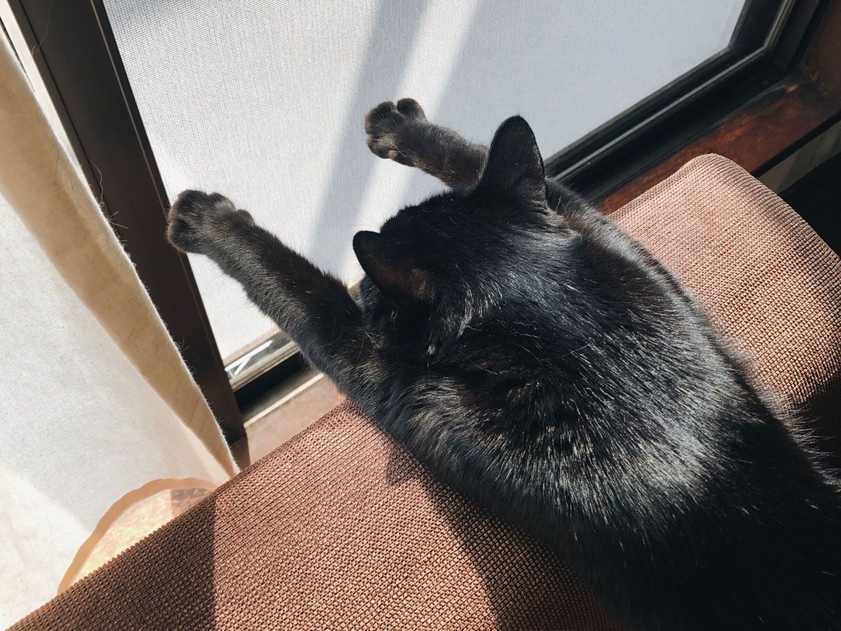 “ねこねこ整体”の時間です。【黒猫ミモザのごきげん成長記録。vol.8】 | TRILL【トリル】