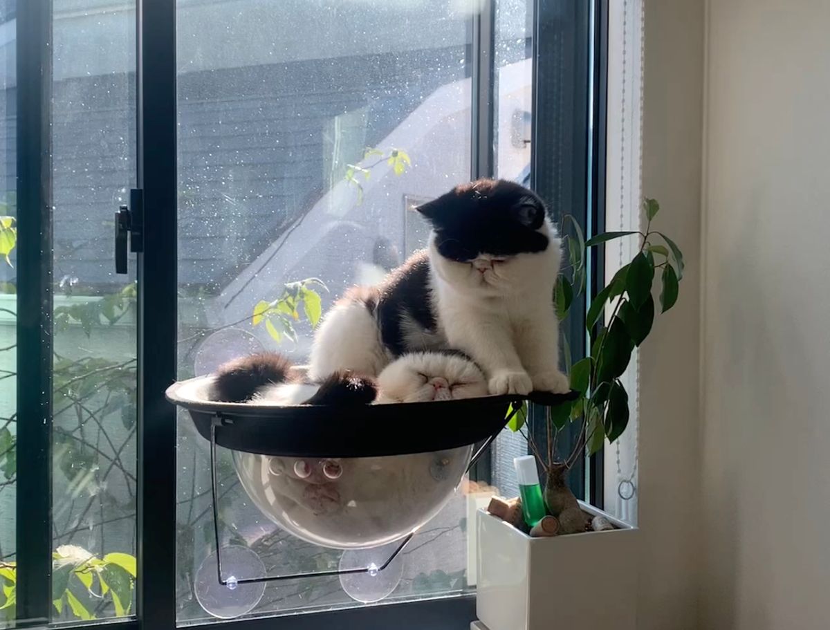 静かにお昼寝したいのに。【おちょこ、ぽのぽのだより。vol.136】 | TRILL【トリル】