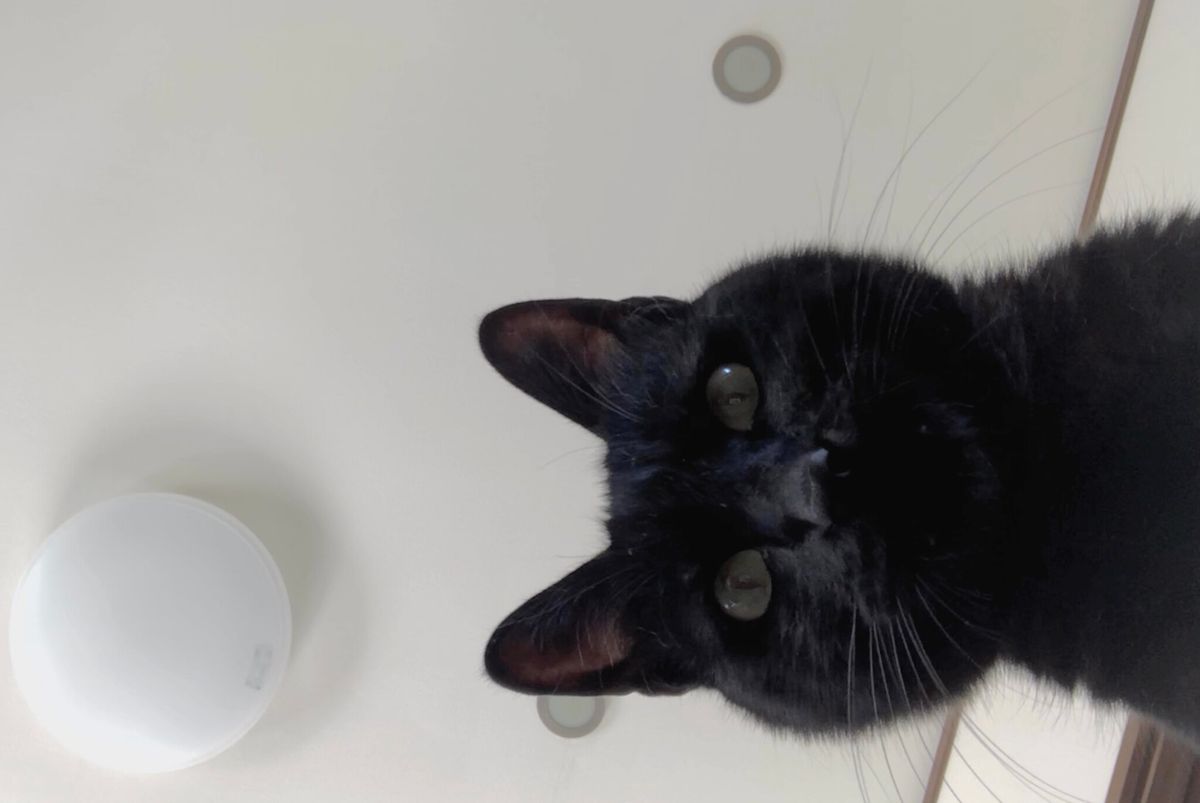 かわいく自撮りできているかしら。【黒猫ミモザのごきげん成長記録。vol.10】 | TRILL【トリル】