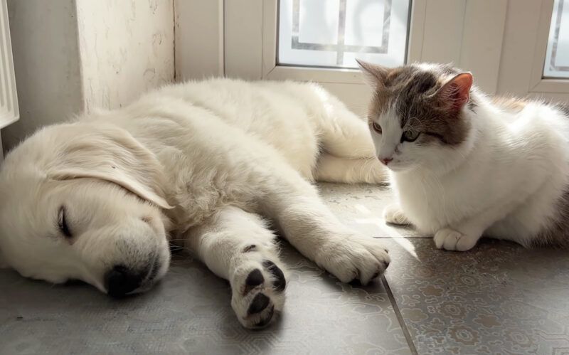 隣で寝ていいかニャ？ 妊婦猫と子犬のほんわかお昼寝♪ | TRILL【トリル】