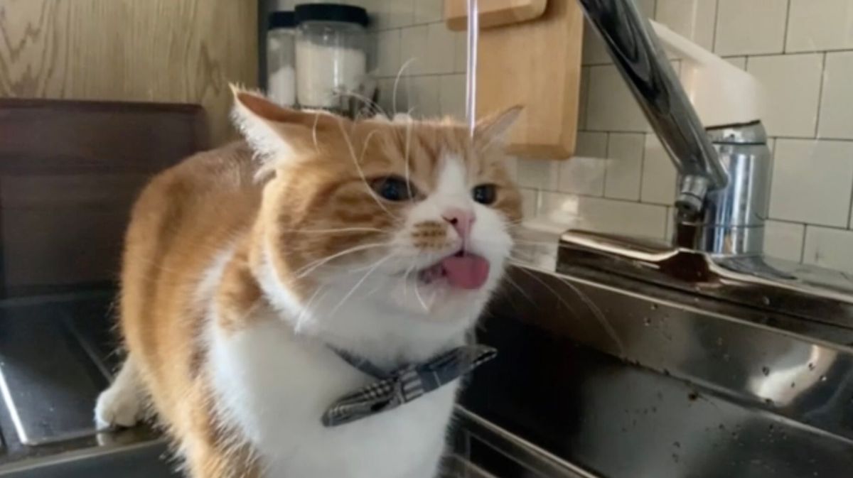 直飲みに初挑戦。【とろろ、もふもふDays。vol.59】 | TRILL【トリル】