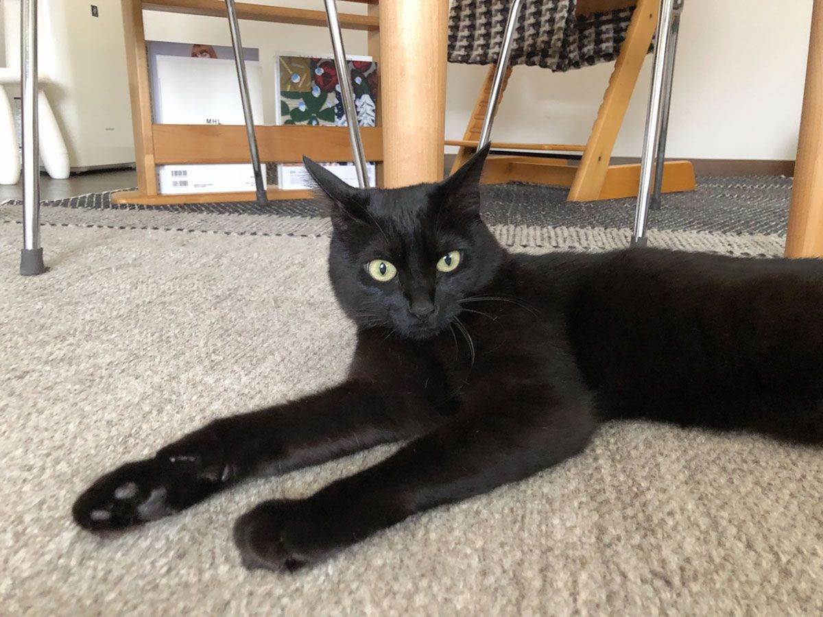 冬はもふもふほっぺに。【黒猫ミモザのごきげん成長記録。vol.12】 | TRILL【トリル】