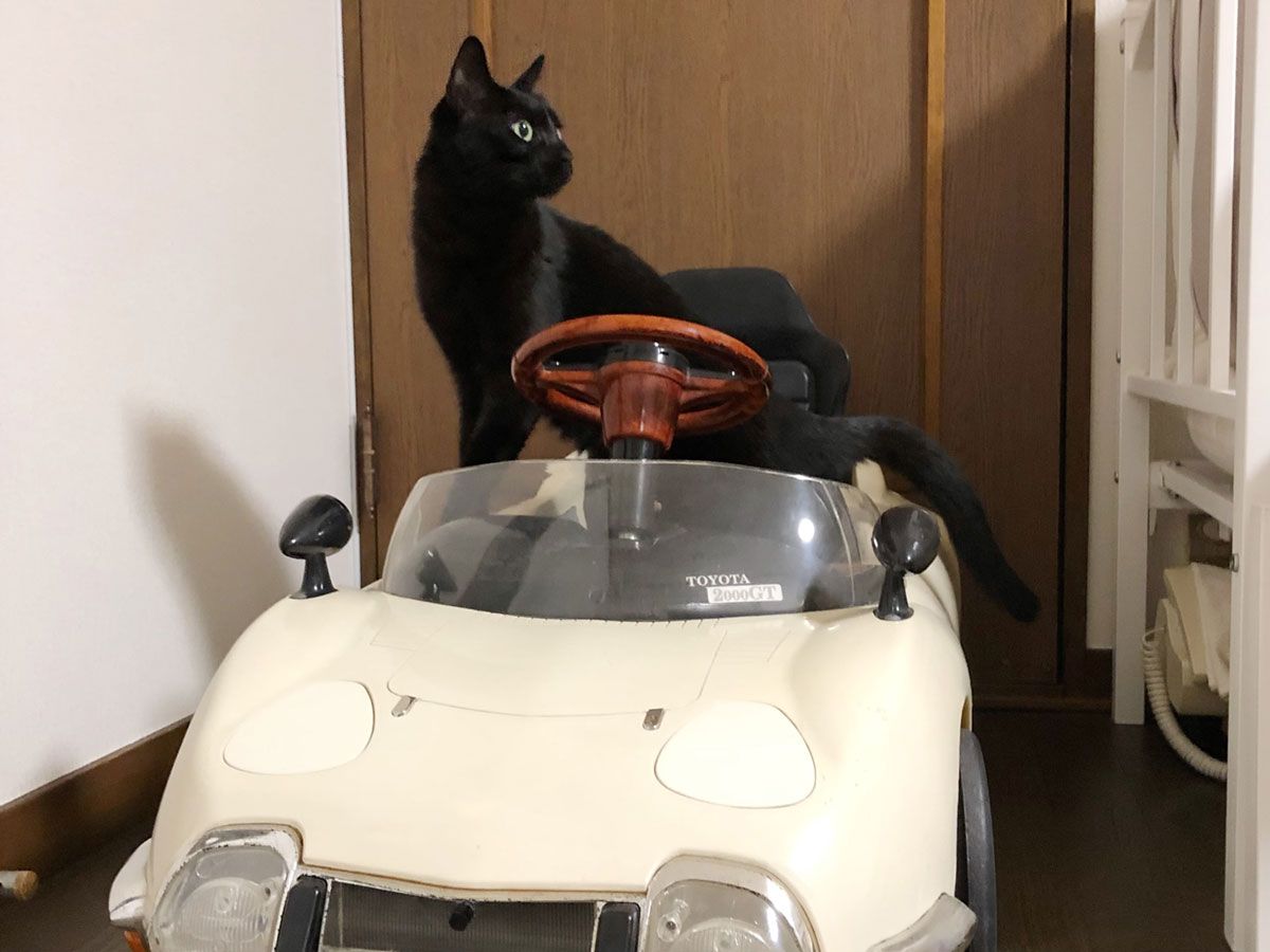 ビンテージカーに試乗中。【黒猫ミモザのごきげん成長記録。vol.13】 | TRILL【トリル】