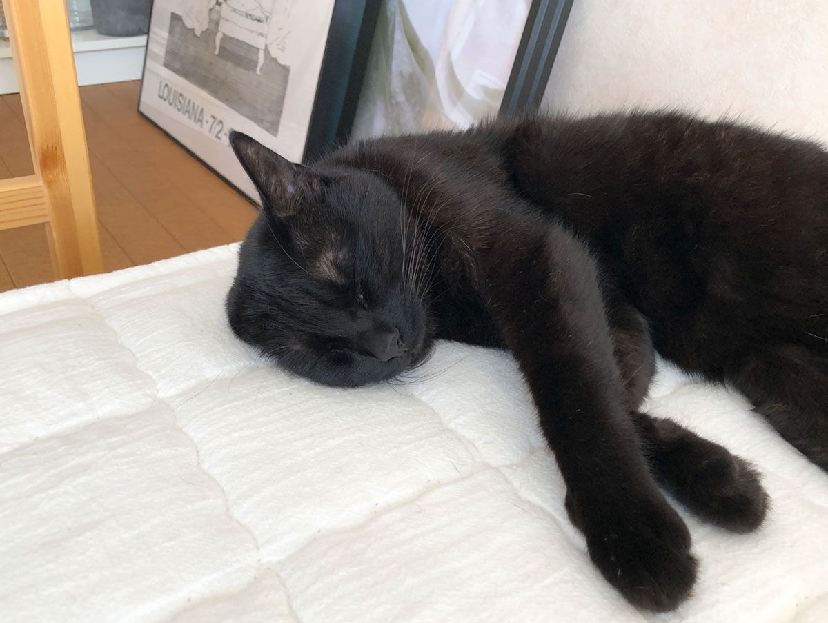 すみっこ暮らし。【黒猫ミモザのごきげん成長記録。vol.15】 | TRILL【トリル】