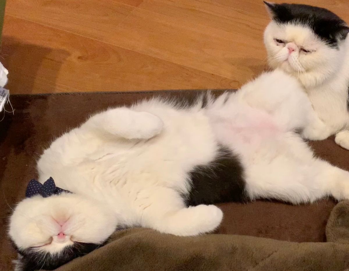 僕より大きい？【おちょこ、ぽのぽのだより。vol.137】 | TRILL【トリル】