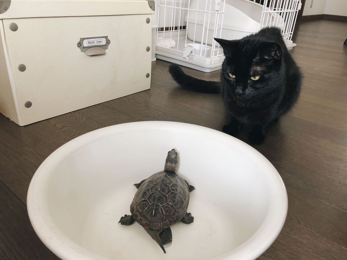 かめぞうお兄ちゃん。【黒猫ミモザのごきげん成長記録。vol.16】 | TRILL【トリル】