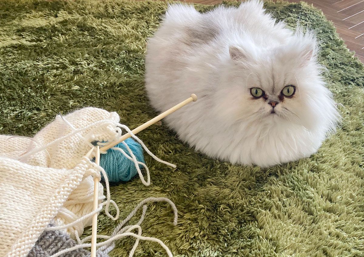 毛糸をころころ。【ツンデレジジのふわふわな日々。 vol.60】 | TRILL【トリル】