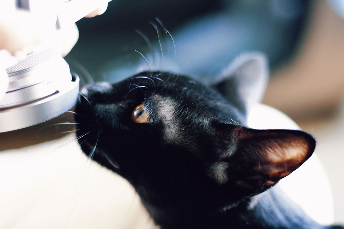 ミモザ色の目をしてた、赤ちゃんの頃。【黒猫ミモザのごきげん成長記録。vol.17】 | TRILL【トリル】