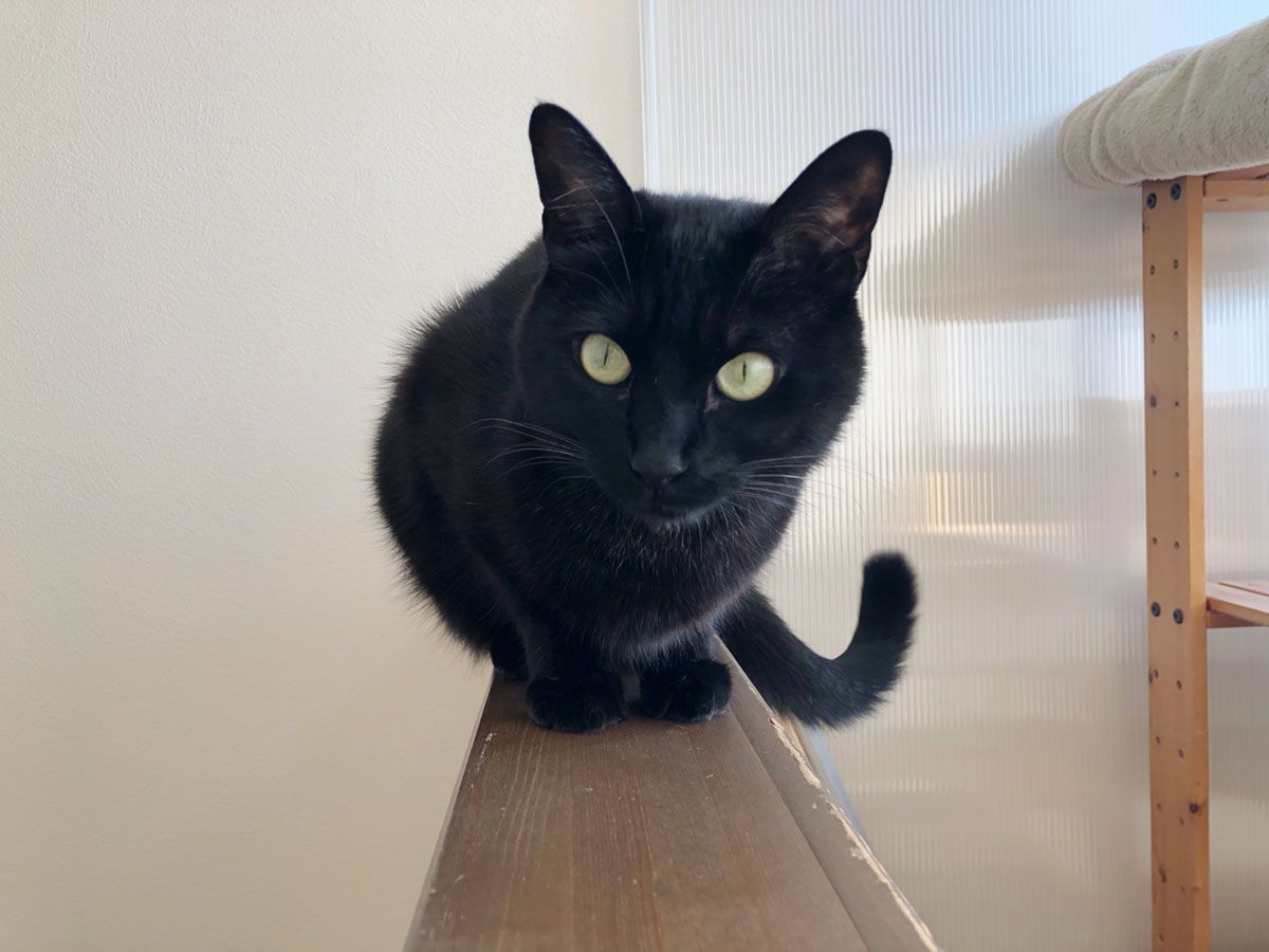 バランス感覚、上級編。【黒猫ミモザのごきげん成長記録。vol.18】 | TRILL【トリル】