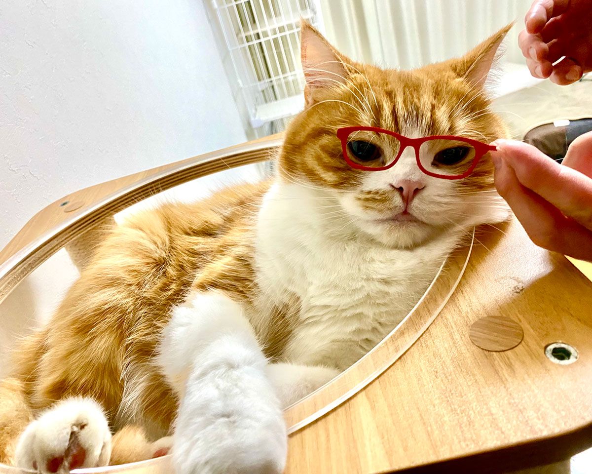 赤か白、どっちが似合う？【とろろ、もふもふDays。vol.60】 | TRILL【トリル】