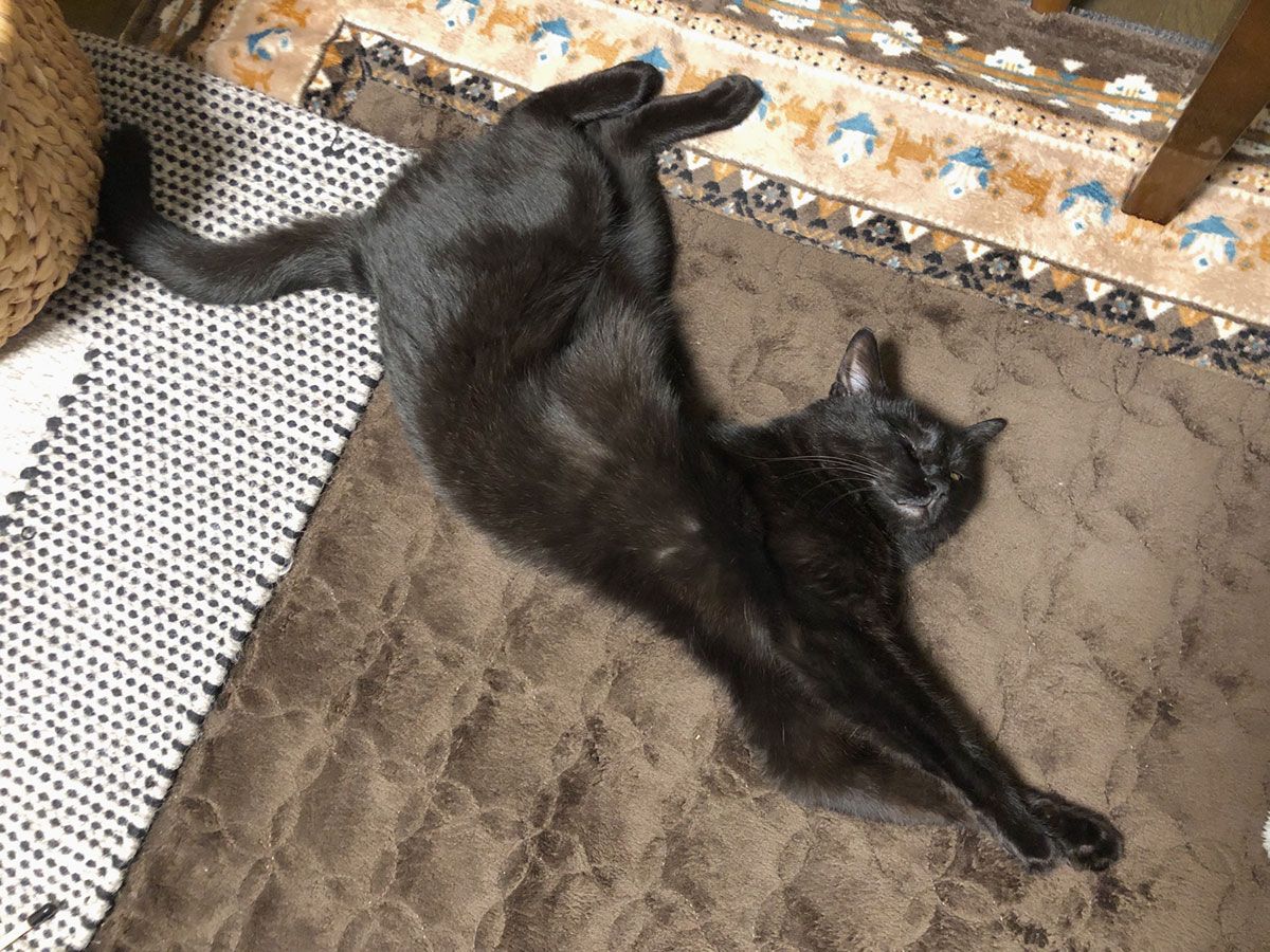 お腹の秘密は何でしょう？【黒猫ミモザのごきげん成長記録。vol.20】 | TRILL【トリル】