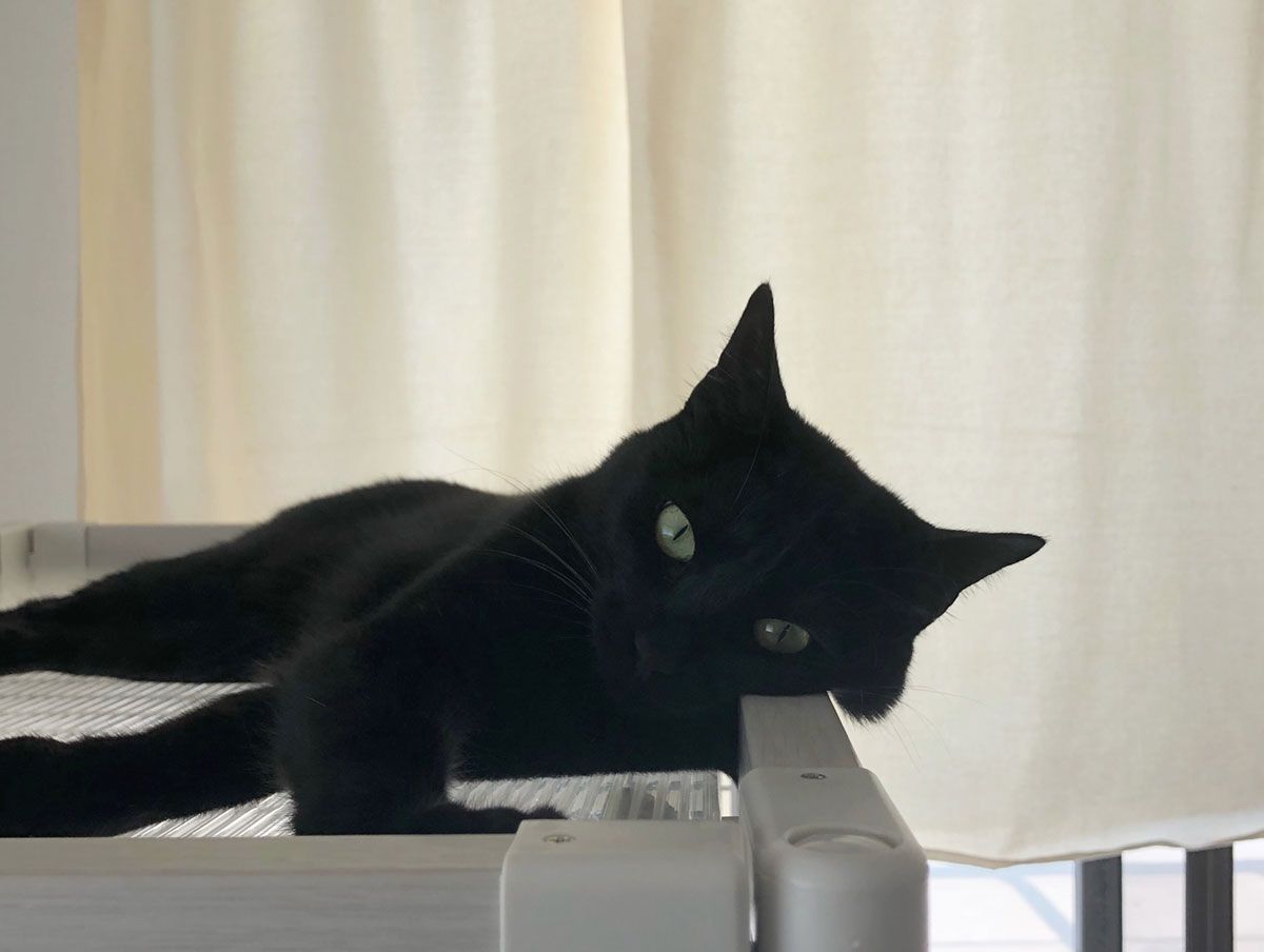 たまには屋上にでも。【黒猫ミモザのごきげん成長記録。vol.22】 | TRILL【トリル】