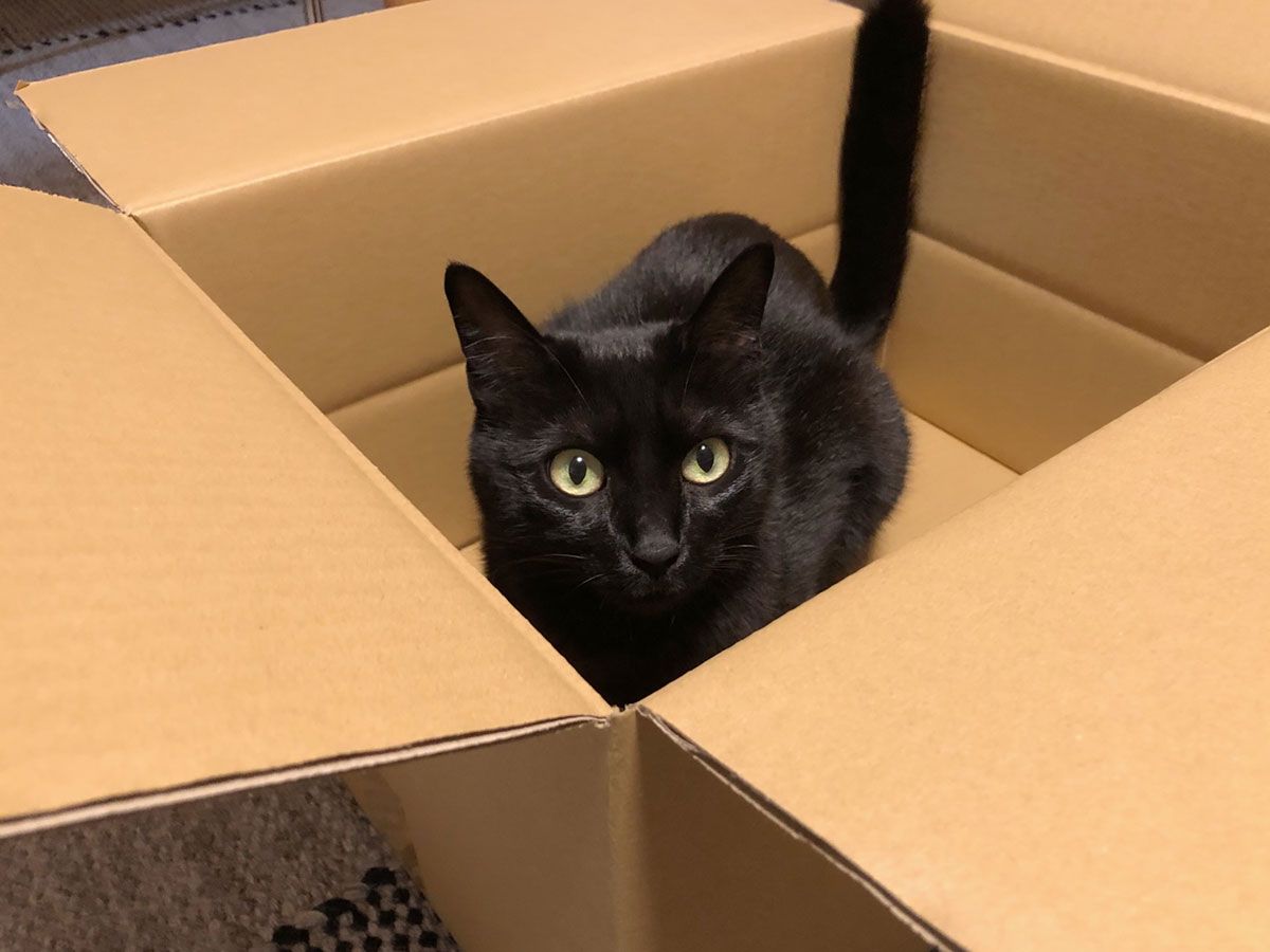 新しいベッドがやって来た。【黒猫ミモザのごきげん成長記録。vol.23】 | TRILL【トリル】