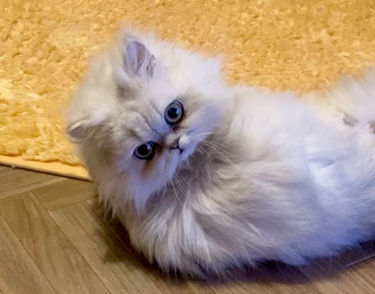 自慢の腹筋、お見せします。【ツンデレジジのふわふわな日々。 vol.61】 | TRILL【トリル】